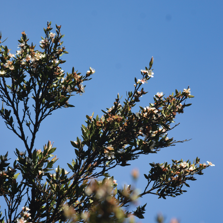 Native Tea Trees