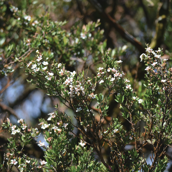 Native Tea Trees